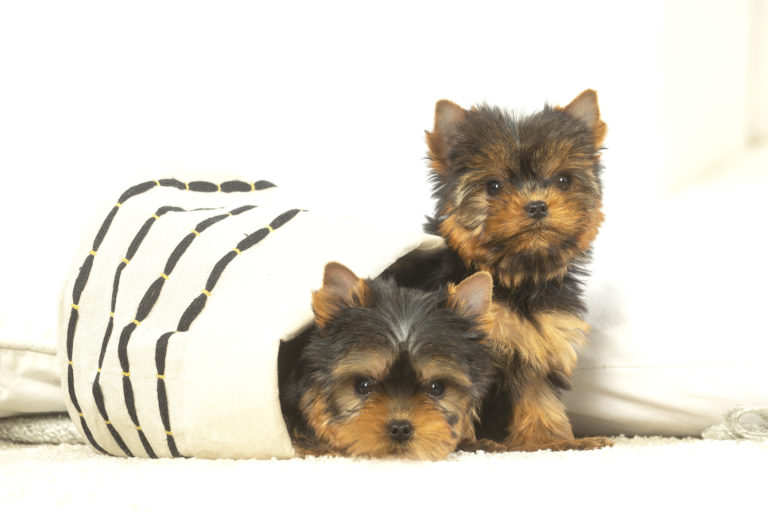 Yorkshire - Moulin de la Haute Brosse | Elevage Yorkshire | Eleveur de ...