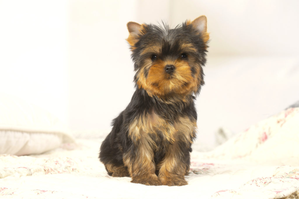 Yorkshire - Moulin de la Haute Brosse | Elevage Yorkshire | Eleveur de ...