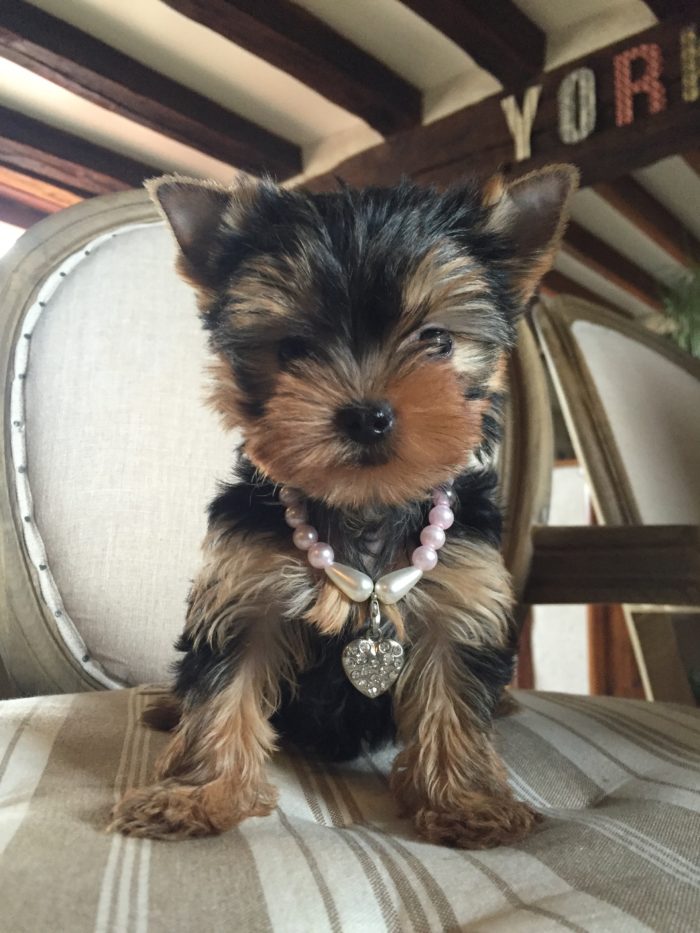 Yorkshire - Moulin de la Haute Brosse | Quelle est la taille d'un ...